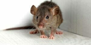 How Did the Mouse Get in My House? Find and Block Entry Points Before ...